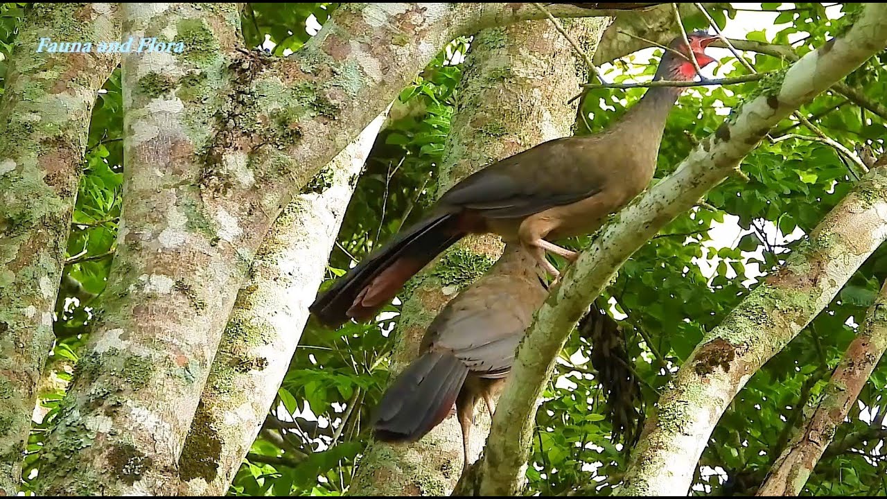 NATURE SINGERS, CHACO CHACHALACA sounds (ORTALIS CANICOLLIS), ARACUÃ-DO ...