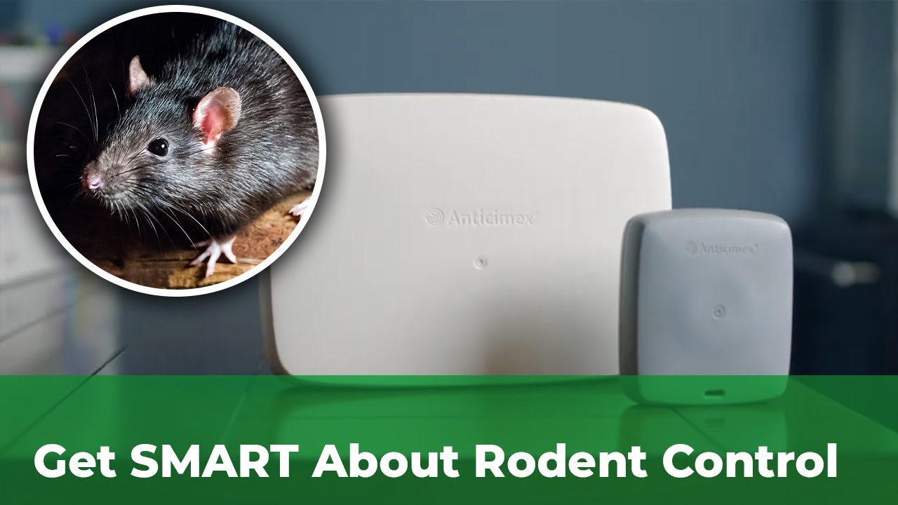 How to get SMART about rodent control! - YouTube