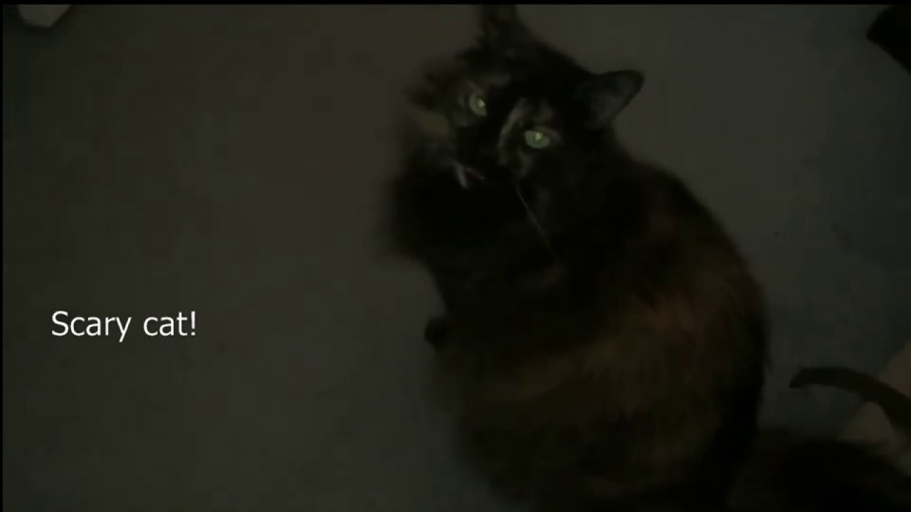 Scary cat meow just in time for Halloween - YouTube