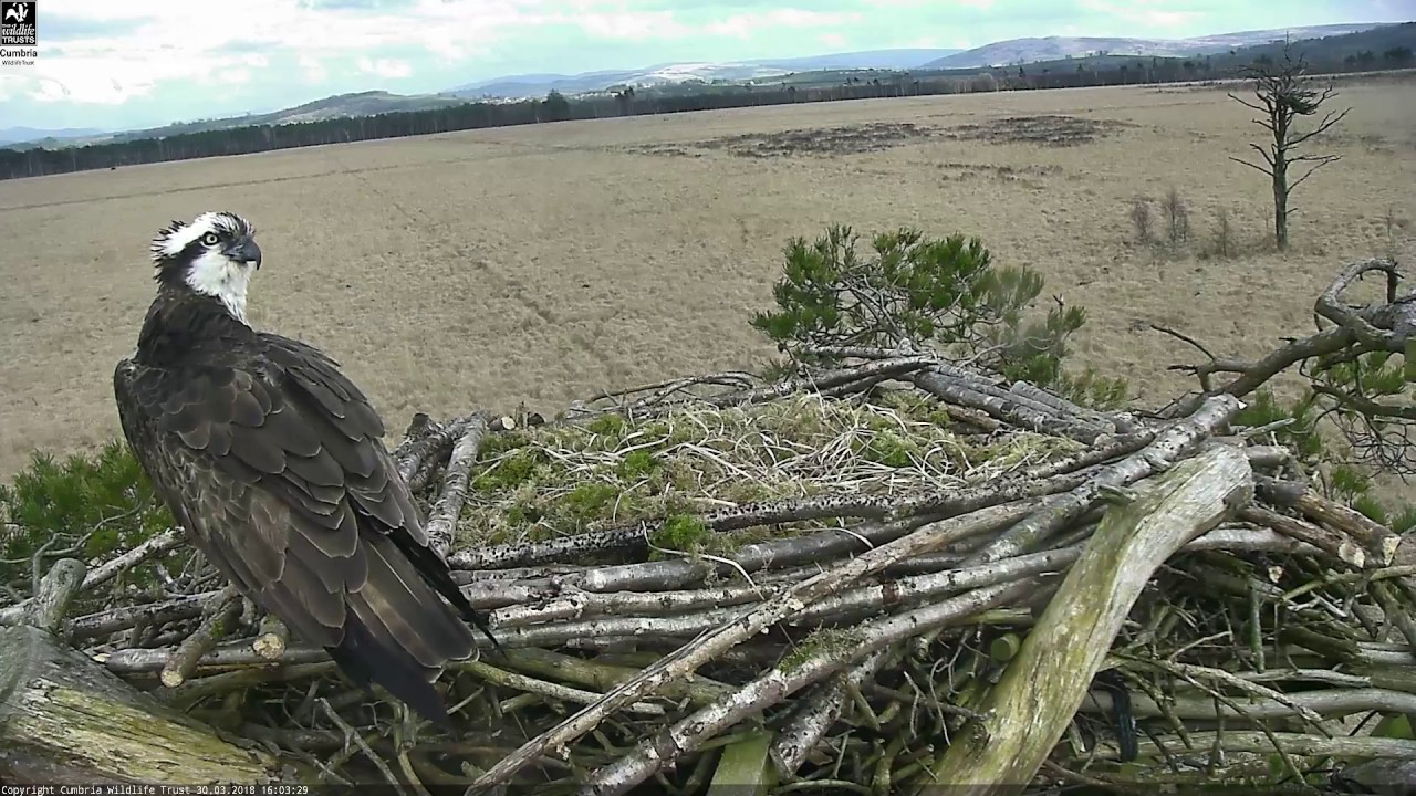 Osprey nest cam footage - Blue 35's arrival 2018 - YouTube