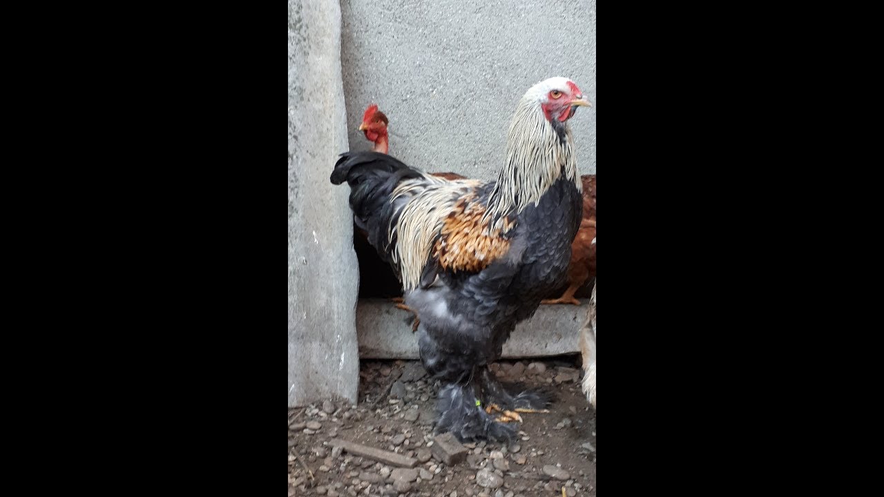 Cocos BRAHMA SILVER ORANGE- YOUNG ROOSTER BRAHMA SILVER ORANGE - YouTube
