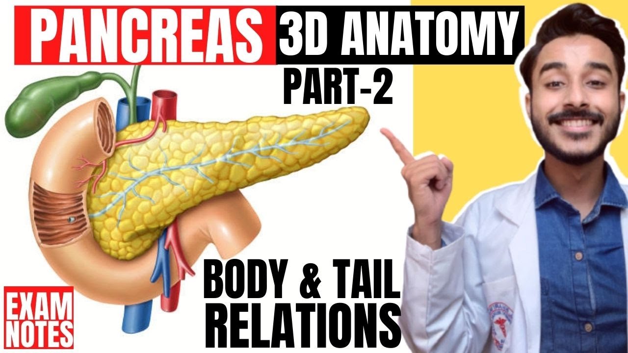 body of pancreas anatomy | tail of pancreas anatomy relations ...