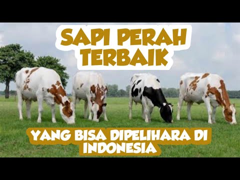 BANYAK YANG BELUM TAU, BERIKUT SAPI PERAH TERBAIK SAAT INI | 5 SAPI ...
