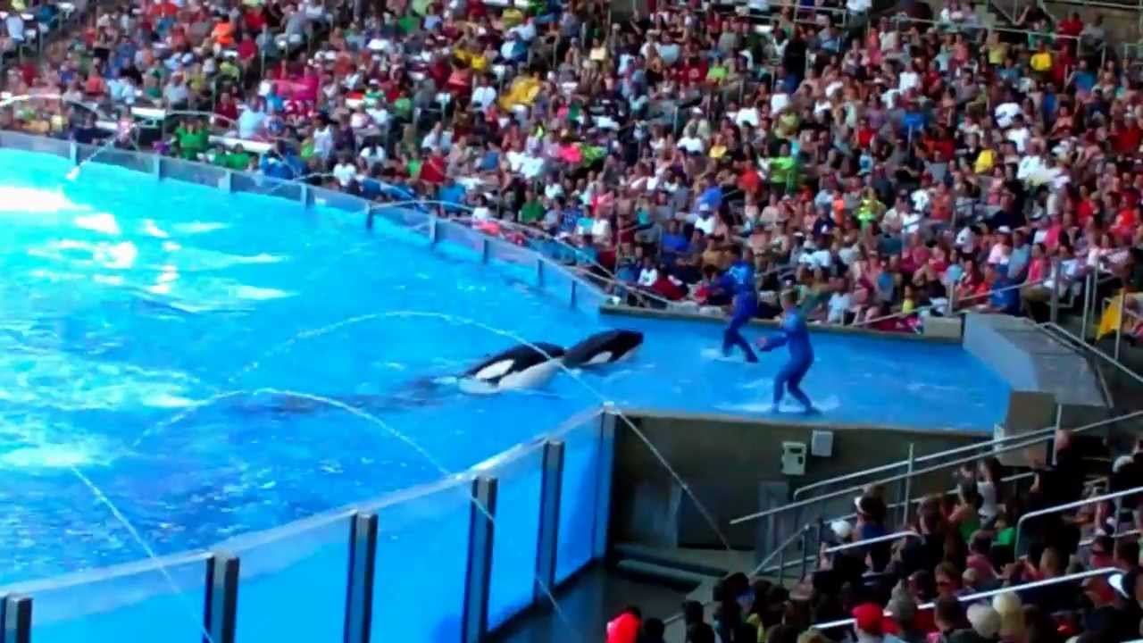Seaworld Orlando 'One Ocean' Shamu Show 2012 HD - YouTube