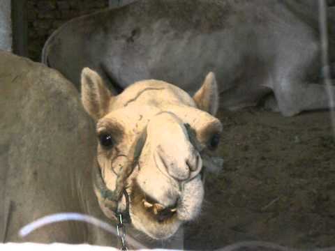 Cammello che mastica - Chewing Camel