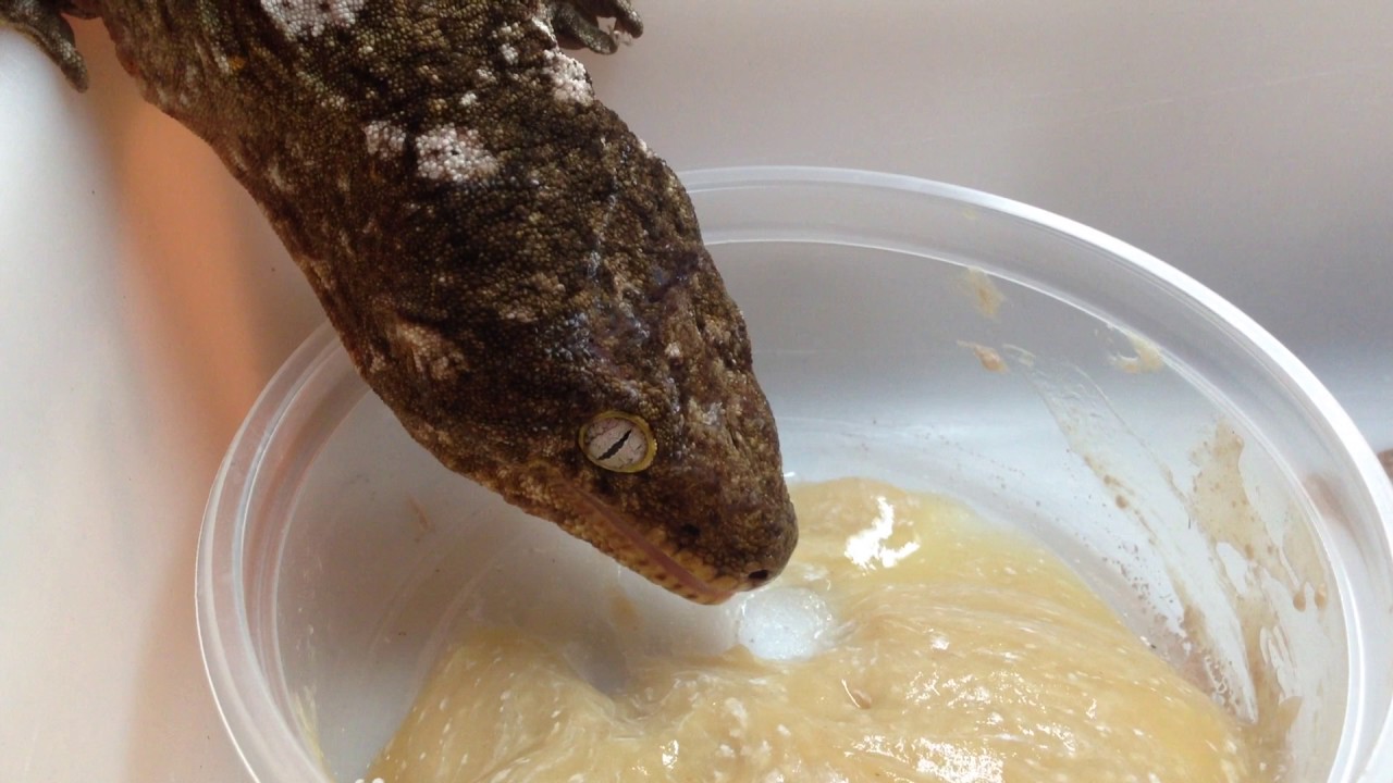 Rhacodactylus leachianus, my very nice Giant Gecko female, eating some ...