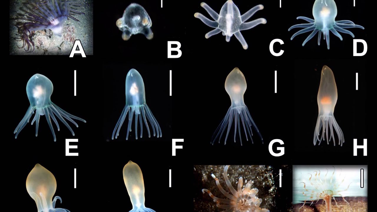 Larval development of "Isarachnanthus nocturnus" (Cnidaria ...