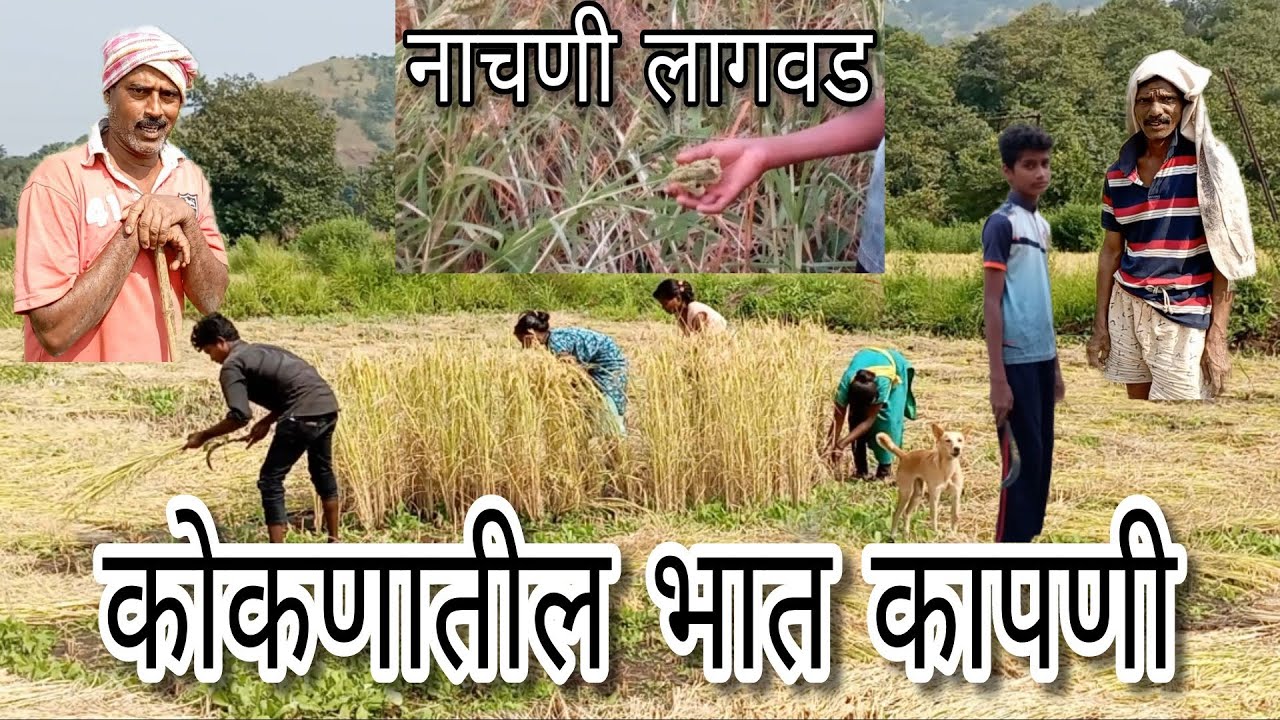 कोकणातील भात कापणी, नाचणी लागवड, kokanatil bhat kapani.. nachani lagvad ...