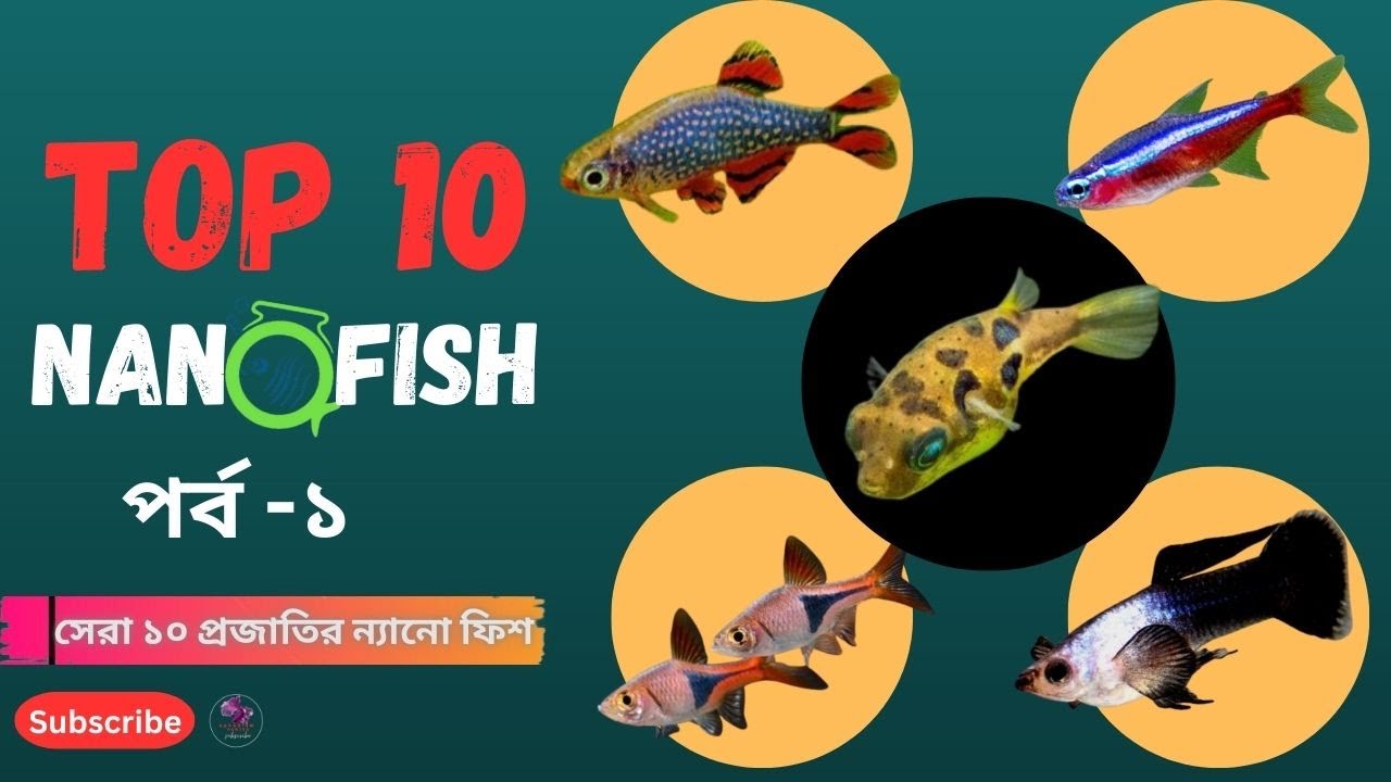 Top 10 Nano Fish || Top 10 Nano fish for planted fish tank || Best nano ...