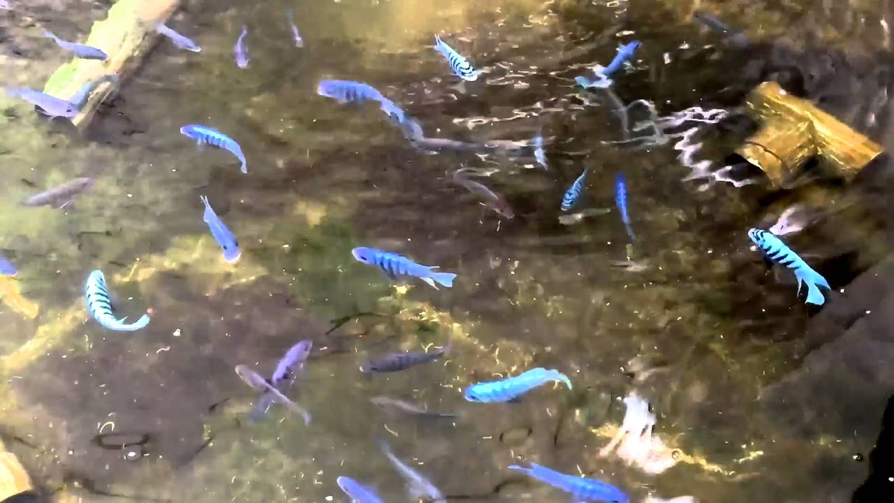 Metriaclima sp. 'zebra chilumba' (Maison Reef) 梅森礁粉藍斑馬 - YouTube