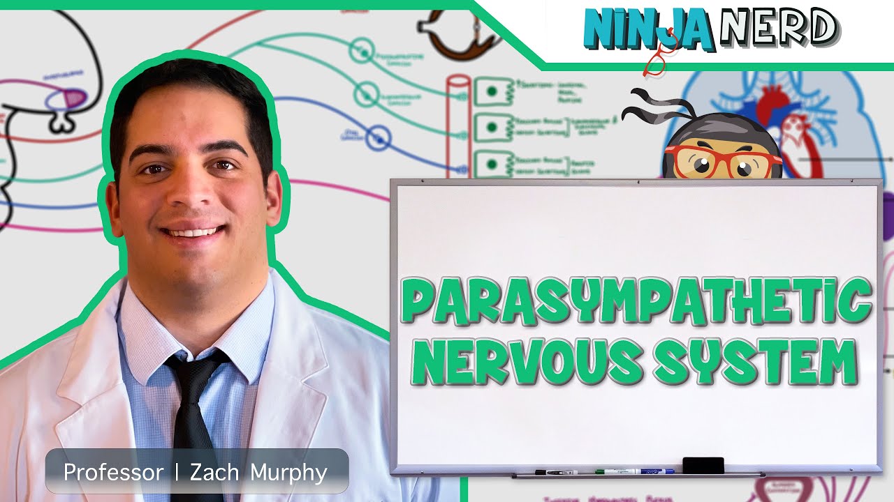 Neurology | Parasympathetic Nervous System - YouTube