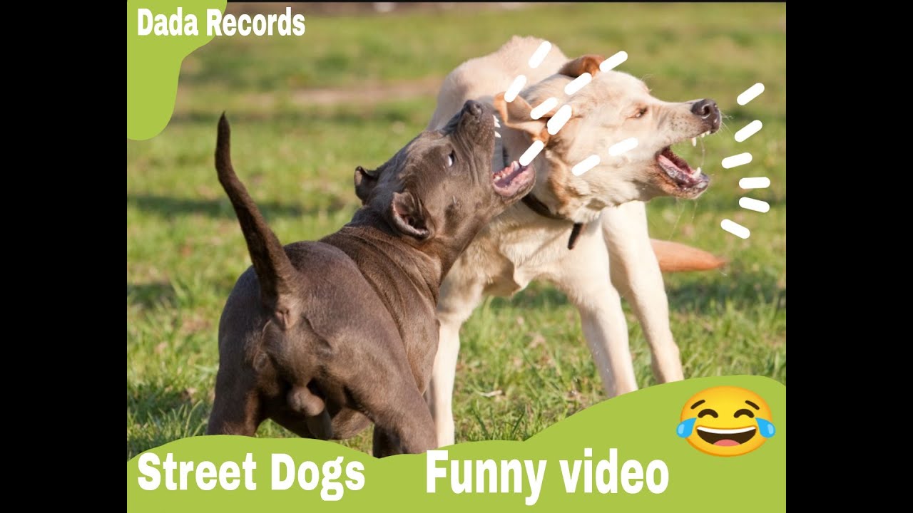 Street dogs funny fight | dogs & puppy fighting | stray dog video ...