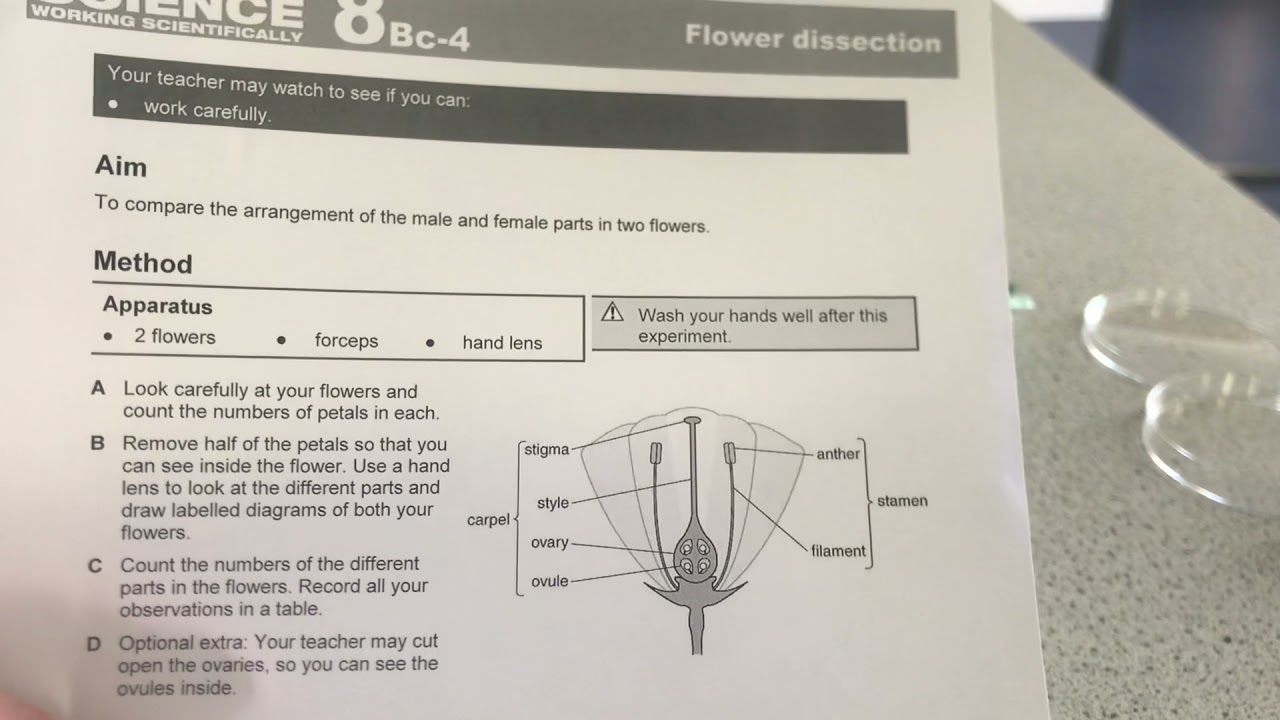 Flower Dissection Plants lesson 3 8BC4 - YouTube