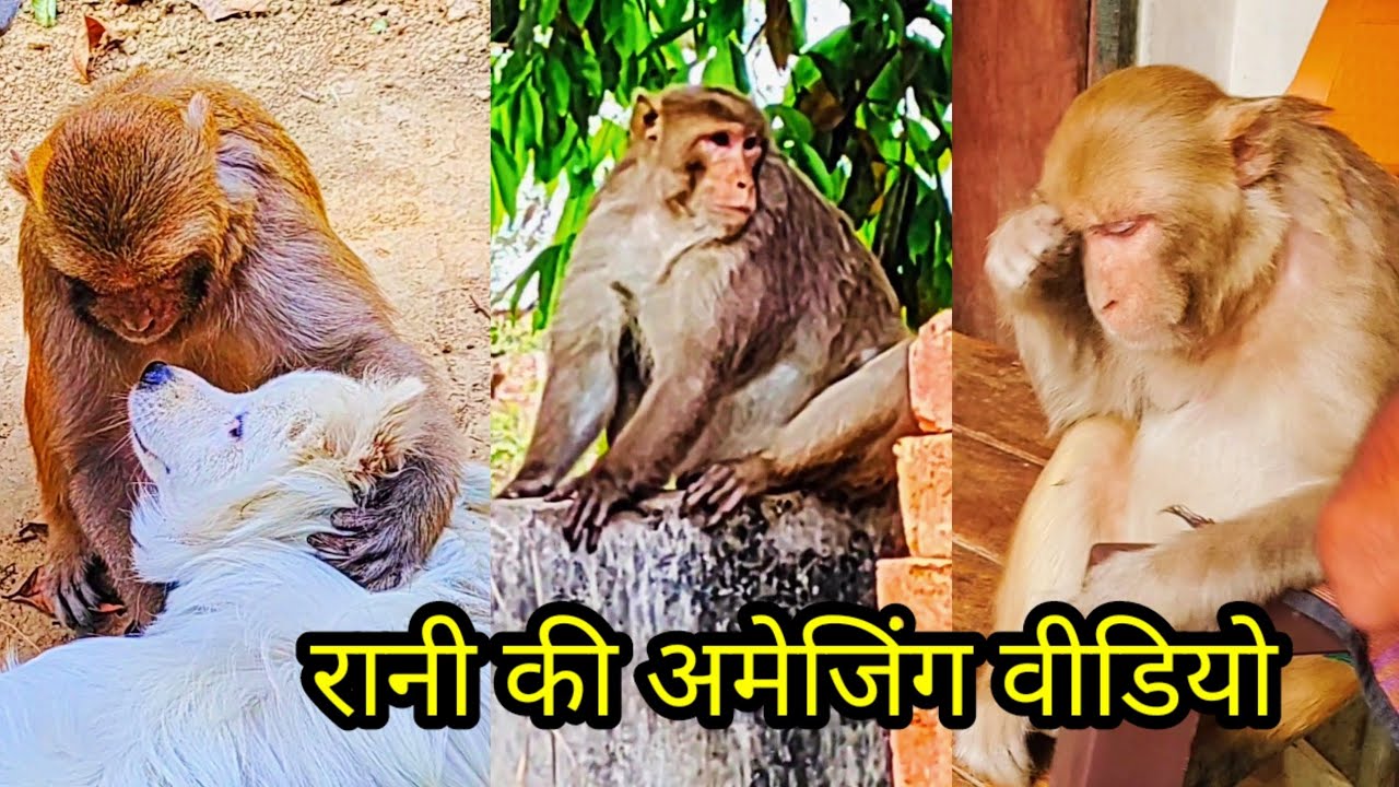 रानी की सभी वीडियो।। Monkey Rani all vidio।। रानी हनी राजा जबरदस्त फनी ...