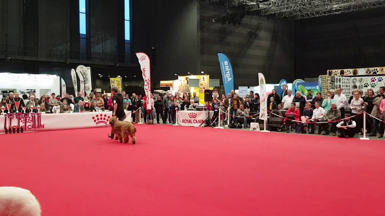 CACIB Troyes France - Tonkawa DMDS - CACS CACIB BOB - YouTube