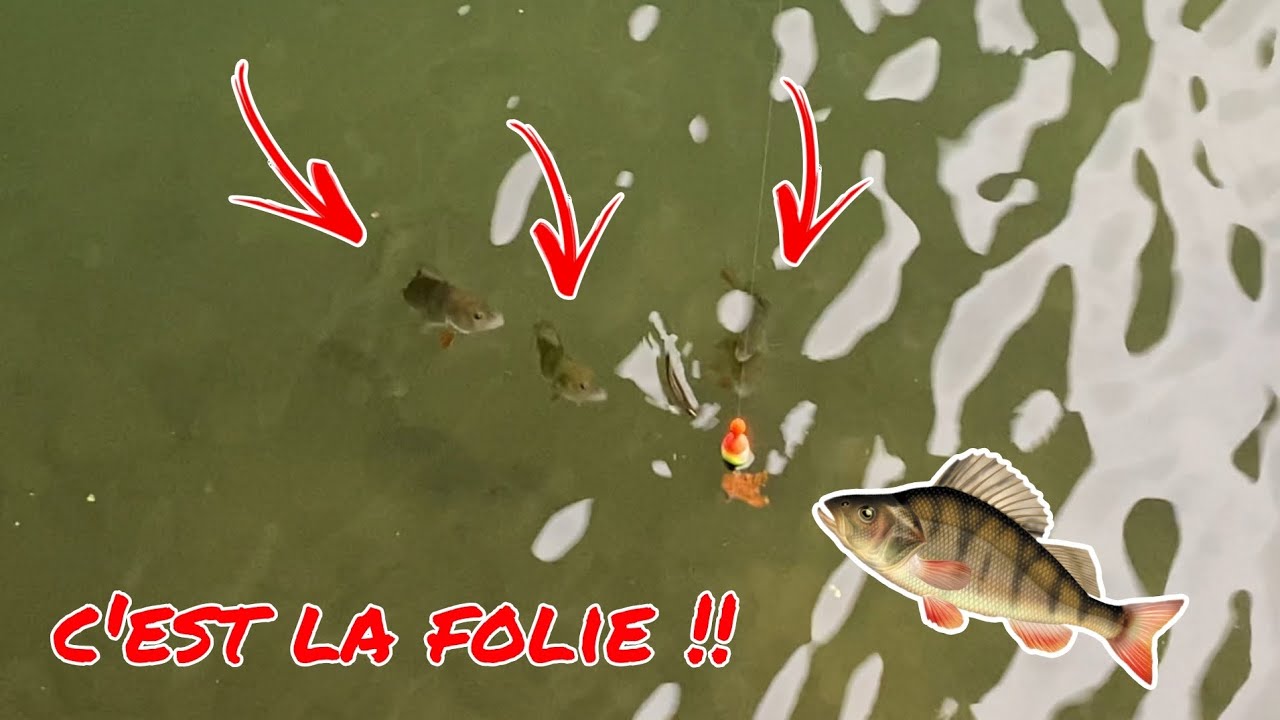 Des DIZAINES de POISSONS mangent mes VIFS en SURFACE ! Pêche au vif #6 ...