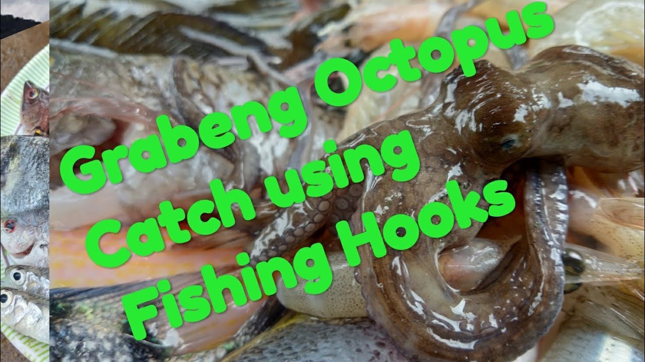 Catching my own saltwater aquarium fish - YouTube