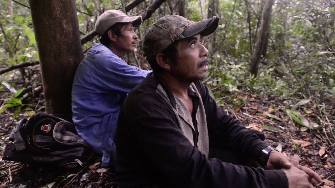 Chicleros de la Selva Maya - YouTube