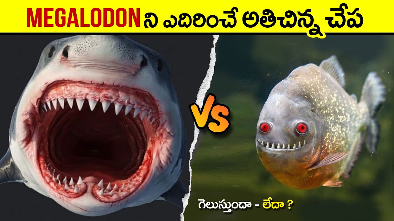 Mega Piranha Vs Megalodon