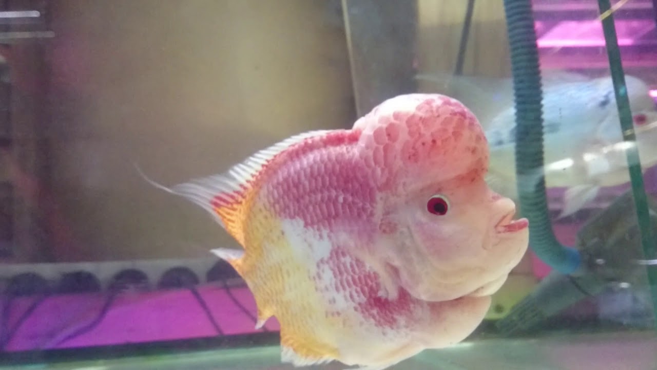 Louhan GB / Flowerhorn ori Thailand - YouTube