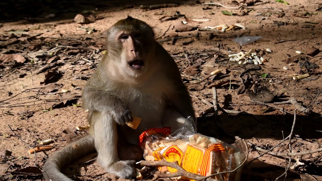 First Test First Love /ak monkey zone/ - YouTube