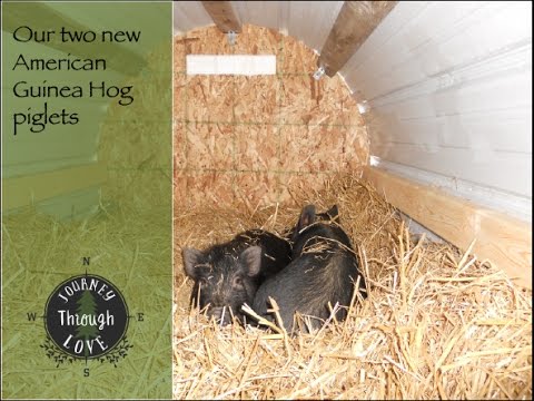 Episode 4, Introducing our new piglets, and solving the bird feeder ...