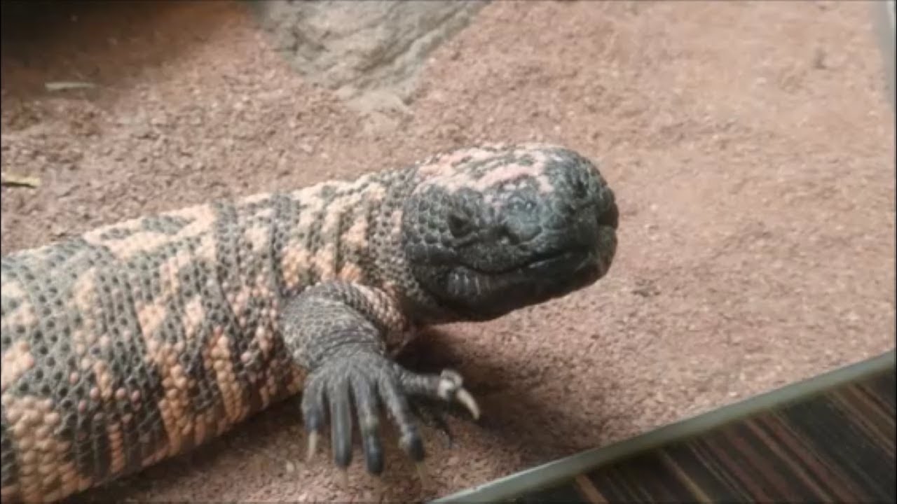GIGA GILA MONSTER Looking 2 Exit 🤨@ Antwerp Zoo Belgium - YouTube