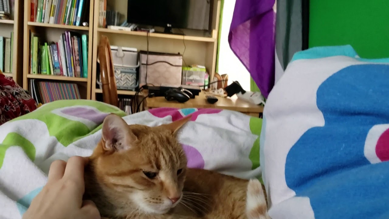 Cat Log 14 - YouTube