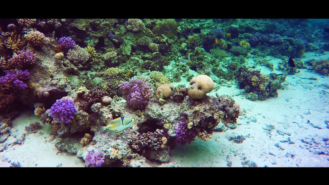 Most Awesome Diving - Picasso Triggerfish - YouTube