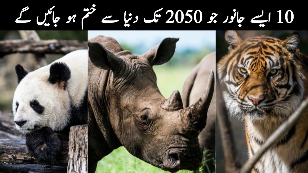 10 Animals That Will Be Extinct By 2050 | #facts #animals ...