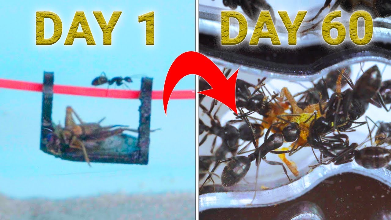 Creating an Incredible Ant Ecosystem ! - YouTube