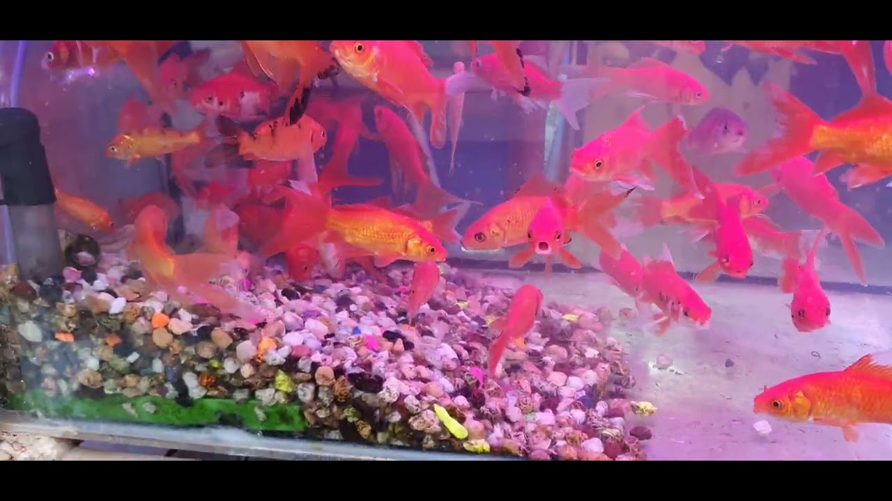 Koi Karp Fish - YouTube
