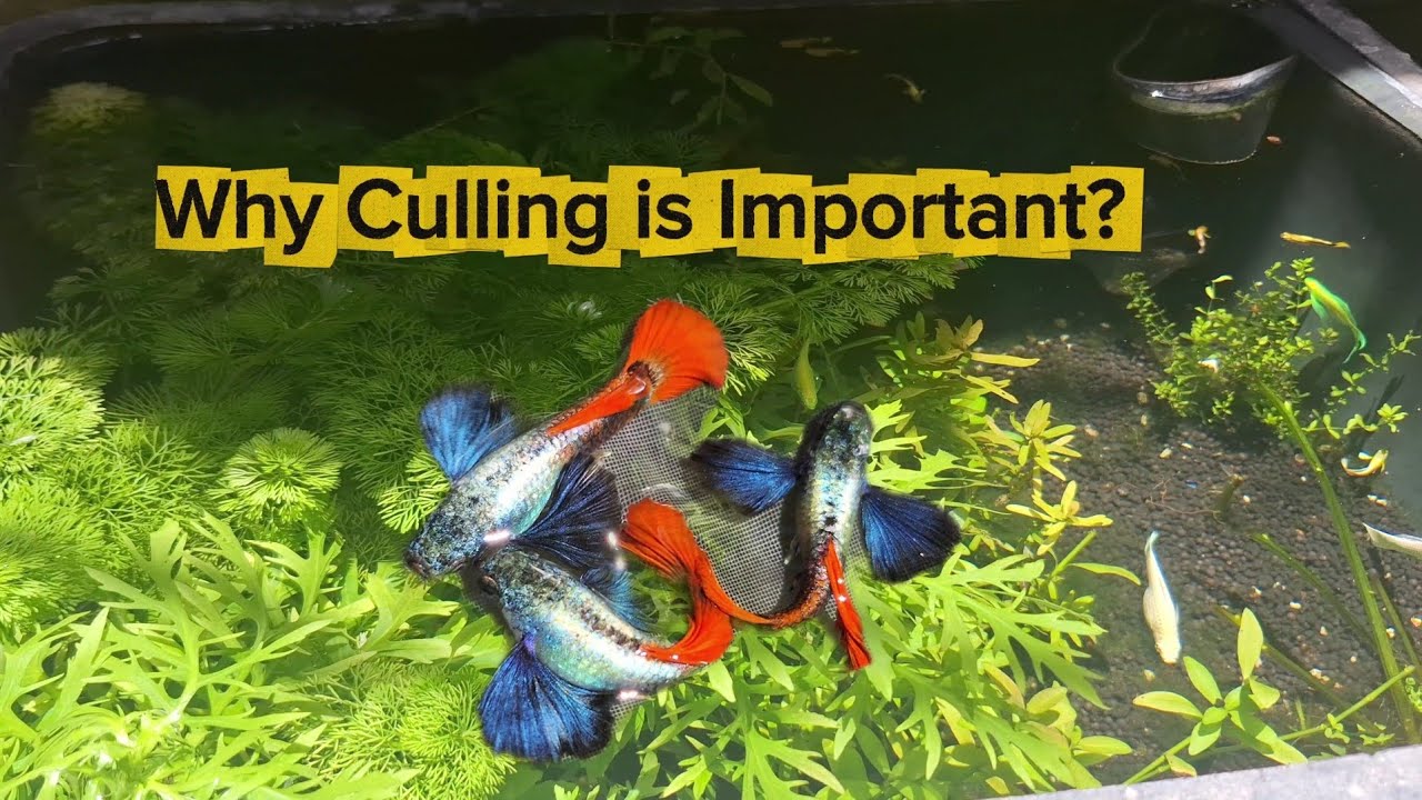 This is why culling in fish keeping like in guppies is important - YouTube