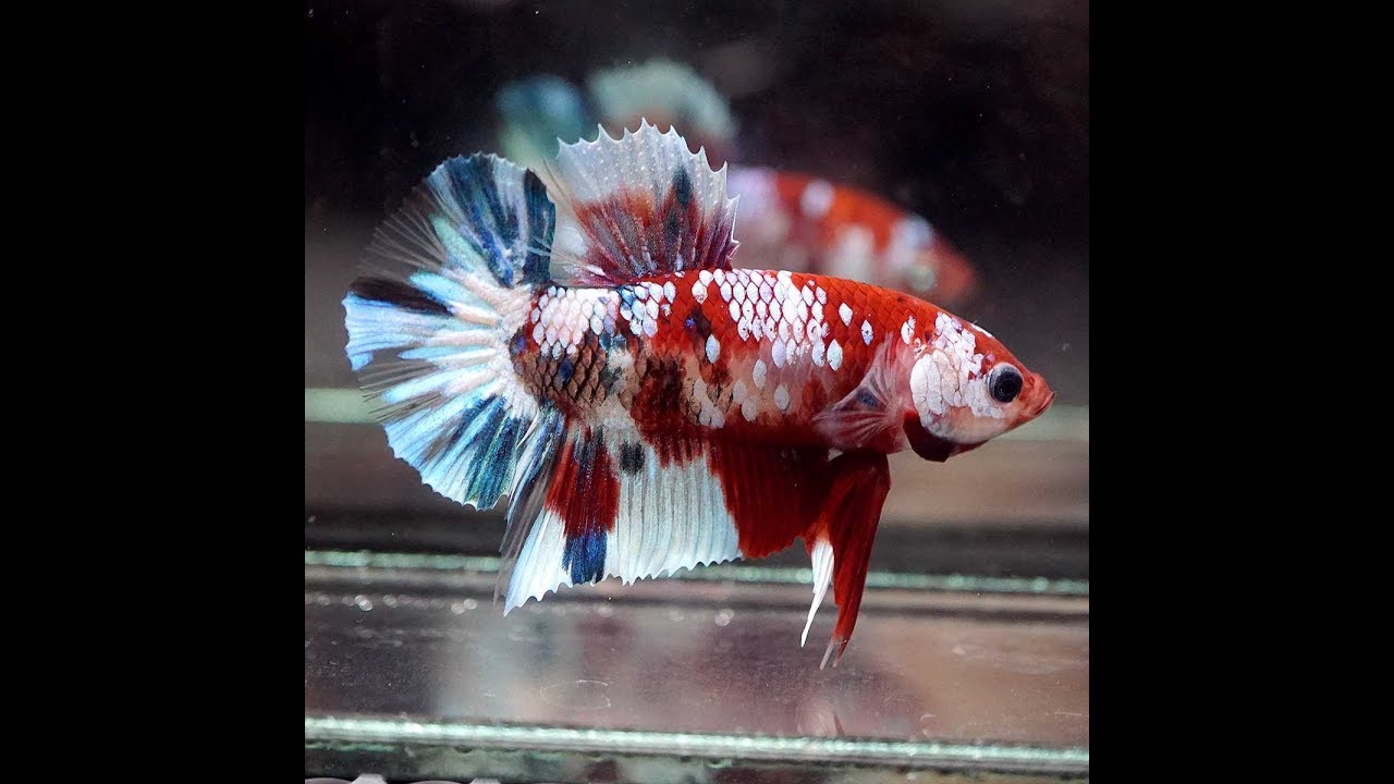 Fancy RED WHITE KOI GALAXY Halfmoon Plakat HMPK (Male) Betta Fish - YouTube