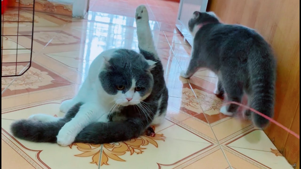 Daddy cat's so lovely and funny 🤪Too cute cat family! - YouTube