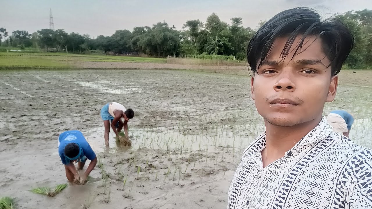 Mama Ka Khet | Part 2 | Rice Farming| Rice Farming Process| Fahad risky ...