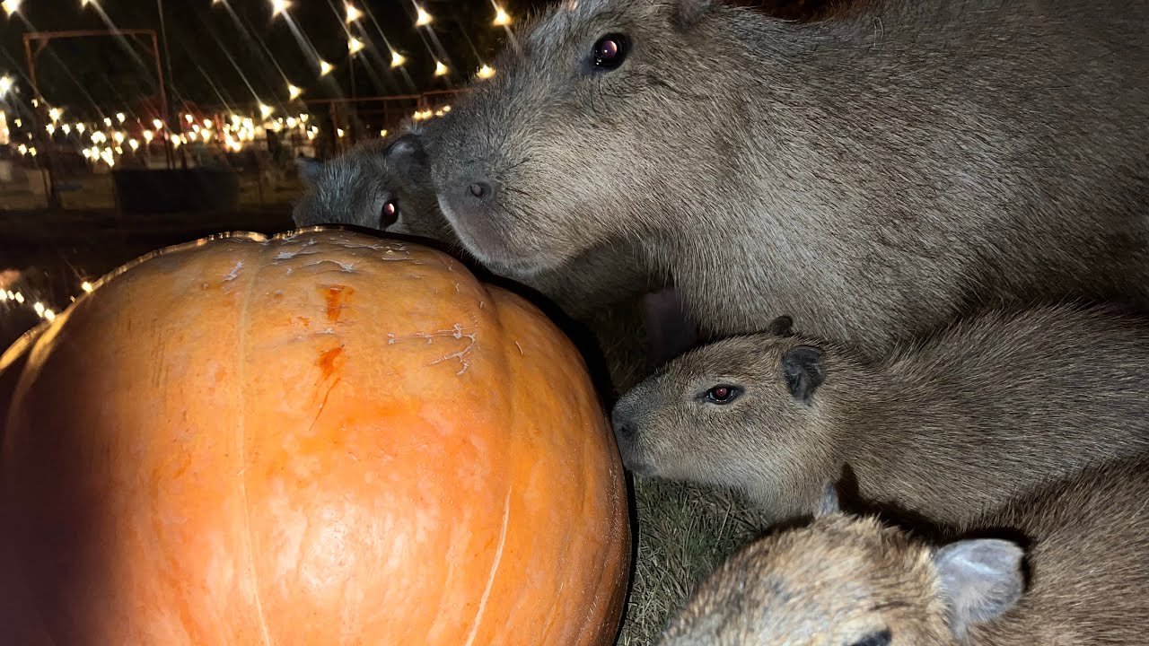 Capybara Pumpkin ASMR - YouTube