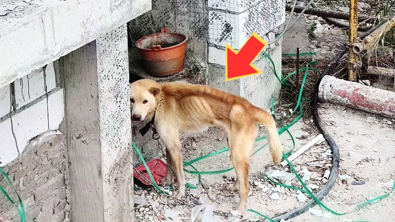 Chained dog completely forgotten, trapped in abandoned building ...