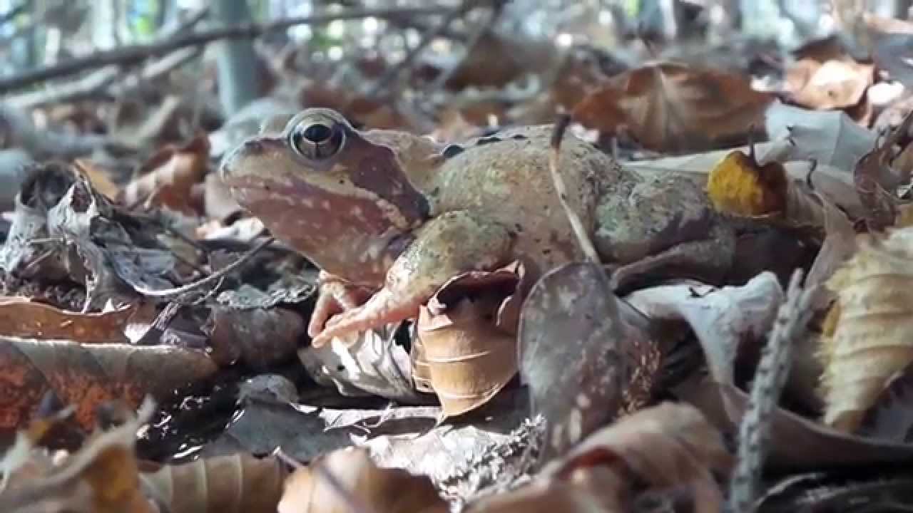 Beautiful frog in forrest during Autumn - YouTube