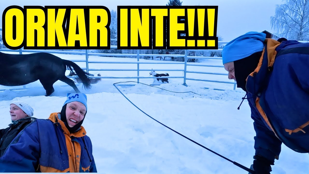 ORKAR INTE!!! - Bygger hyllor & inviger rundkorall - YouTube