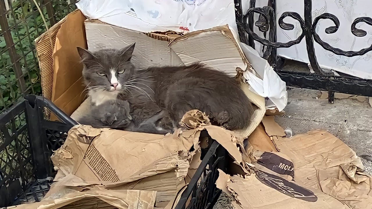 Mother Cat protecting her cubs. The mother cat is aggressive and ...