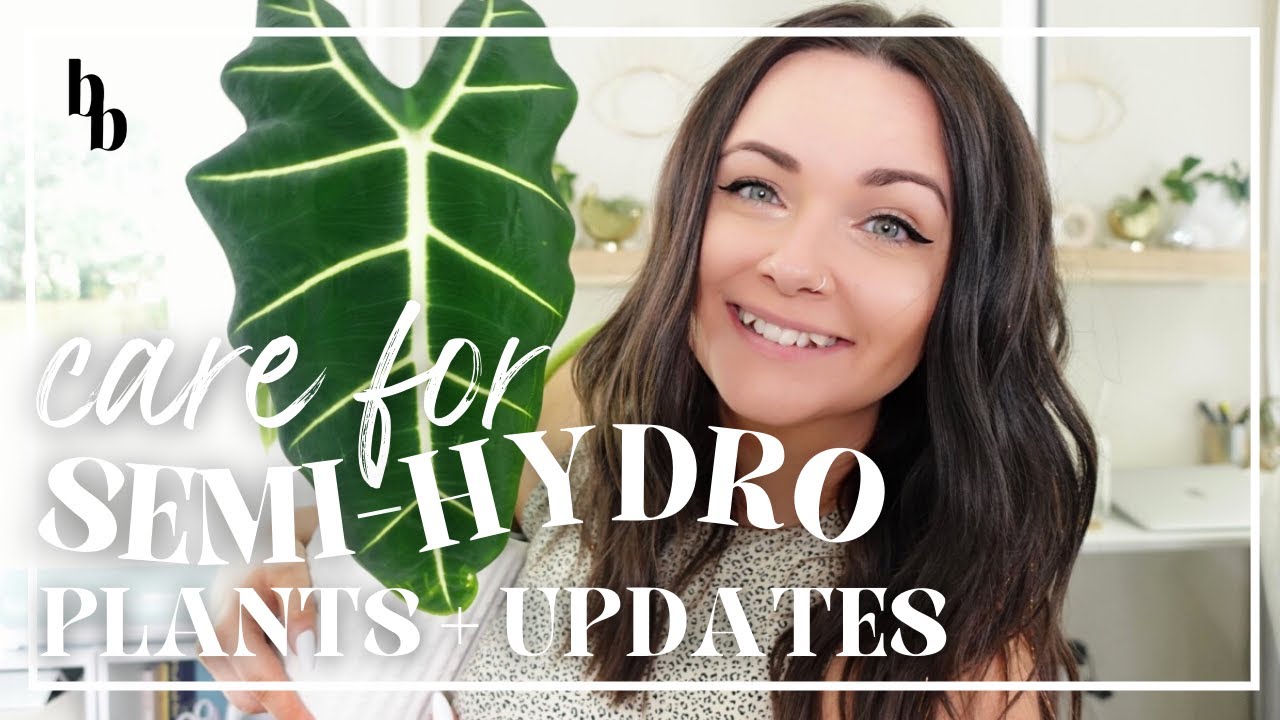 How To Care For Semi-Hydro Plants + Alocasia Growth UPDATE | Growing ...