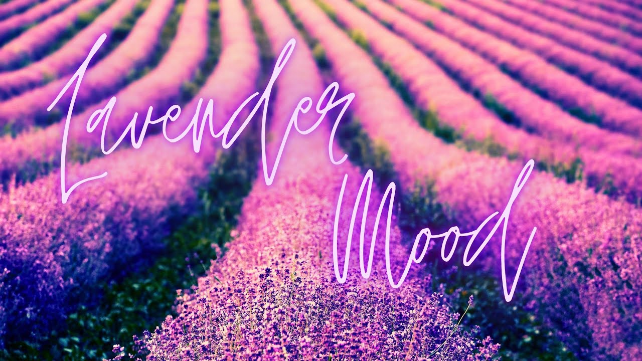 Lavender mood - Ambient music · Calm music · Healing music - YouTube
