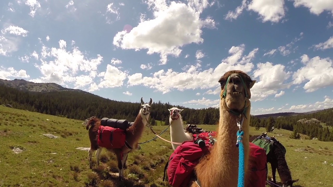 Llama Packing Bighorns July 2019 - YouTube