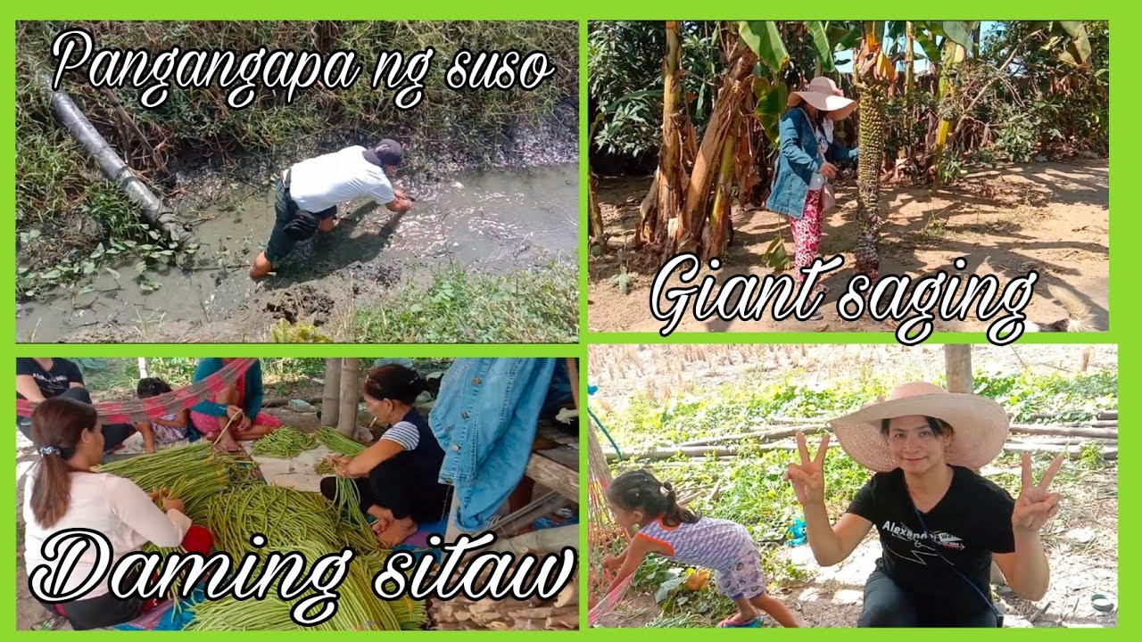 PANGANGAPA NG SUSO AT ISDA || PAG PUNTA SA GULAYAN - YouTube