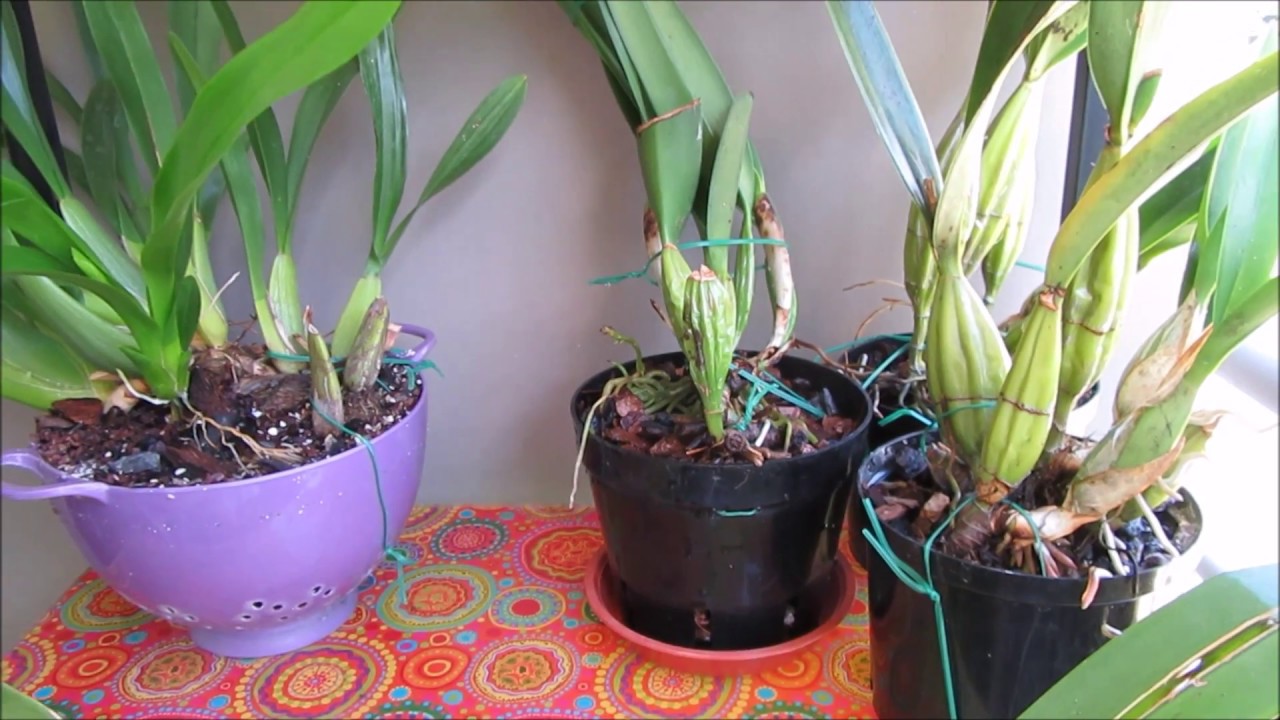 Trasplantando una Cattleya muy pesada para su maceta - YouTube