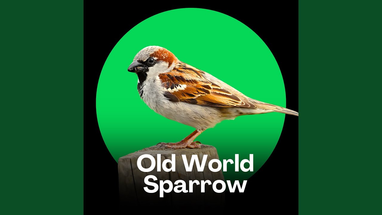 Old World Sparrow’s Delightful Chirps - YouTube