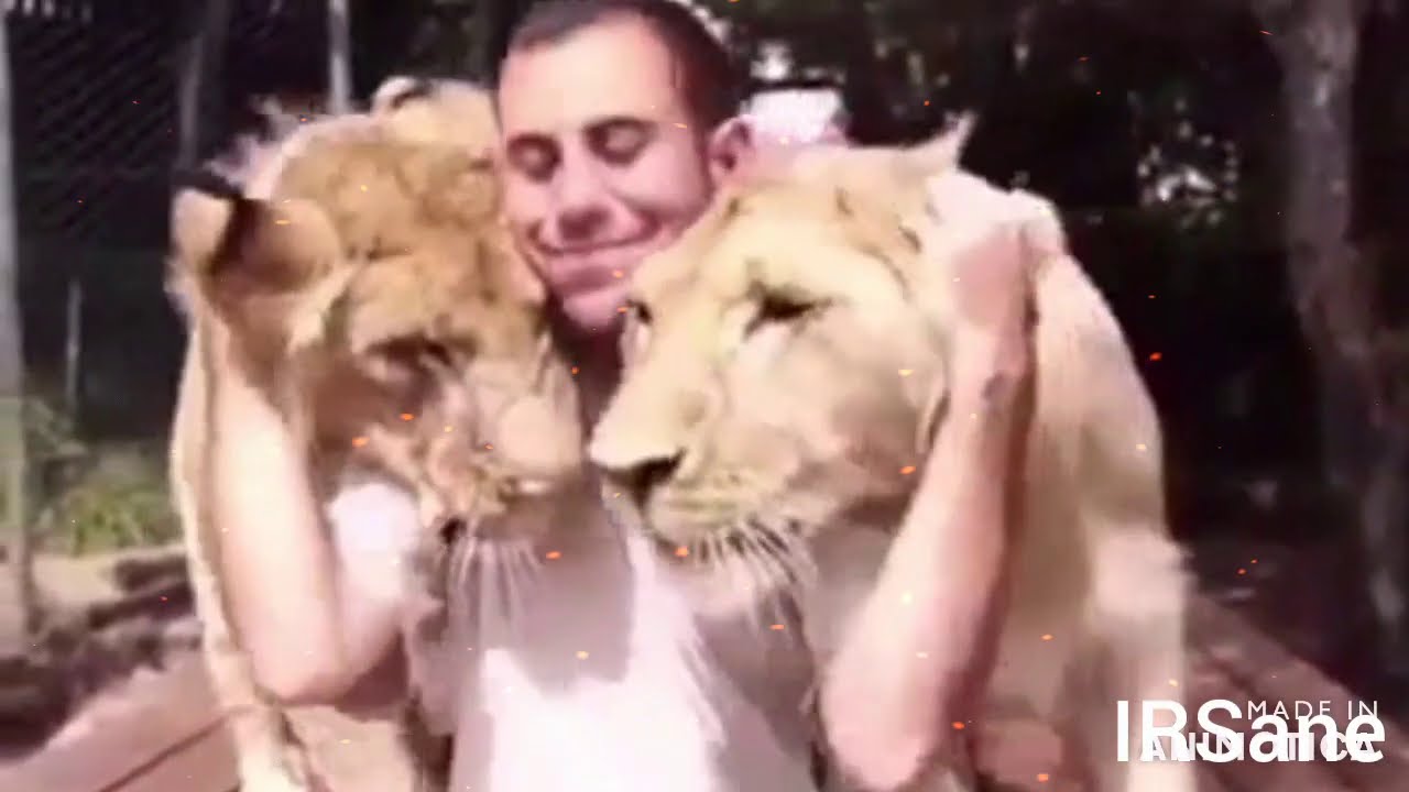 Lions Love Humans | You Will Never Look at Lions The Same Again - YouTube