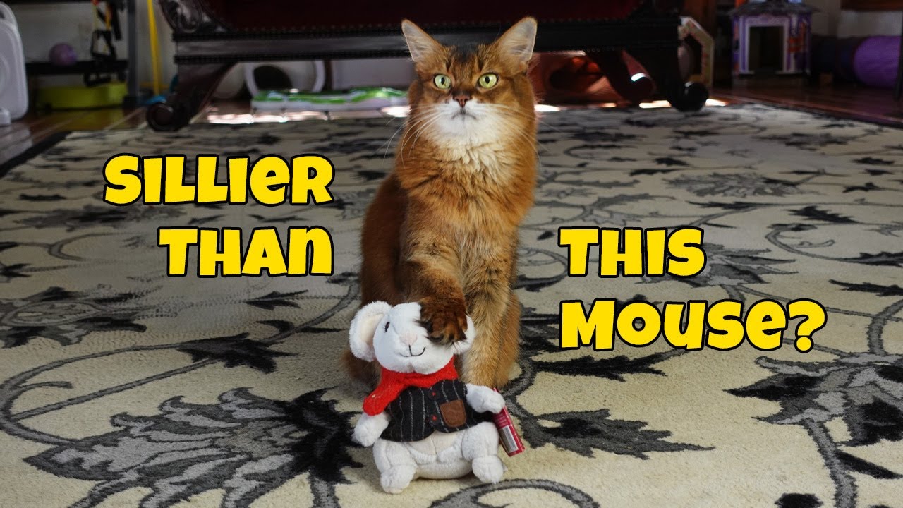 Funny Cat Training Challenge: Will She Touch These Silly Objects? - YouTube