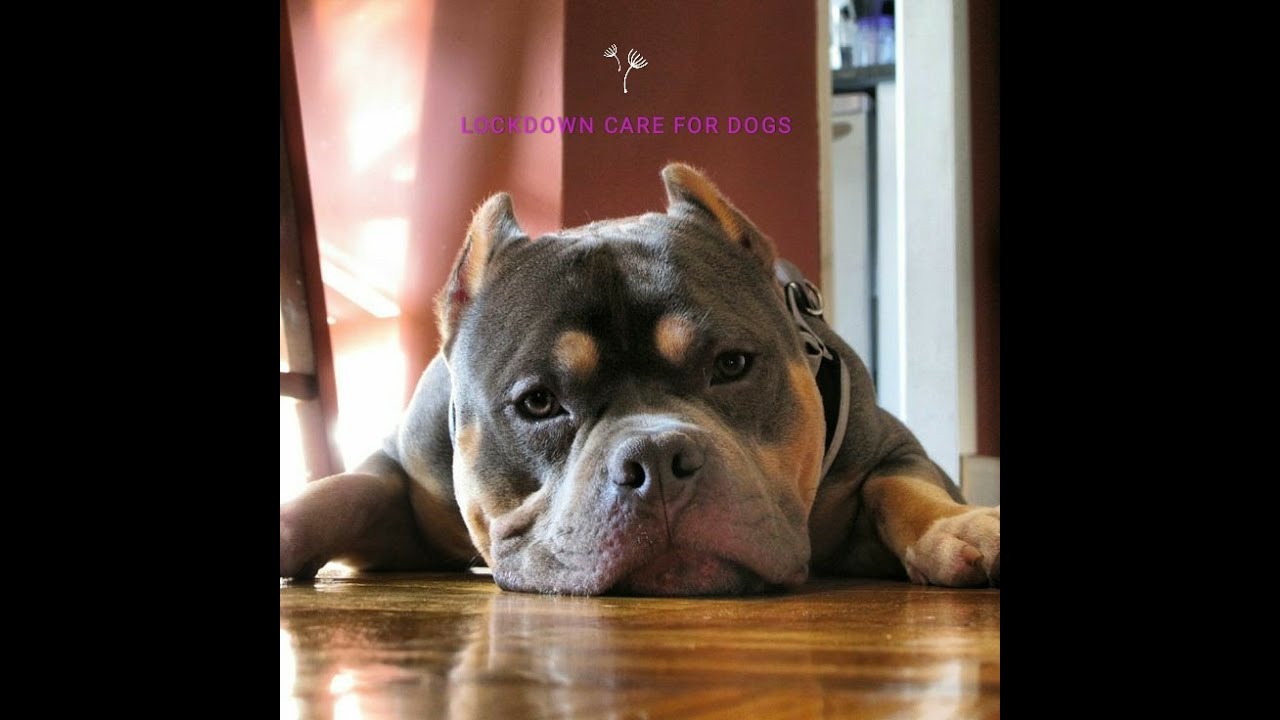 LOCKDOWN DOG CARE I PET CARE DURING LOCKDOWN #COVID19 - YouTube